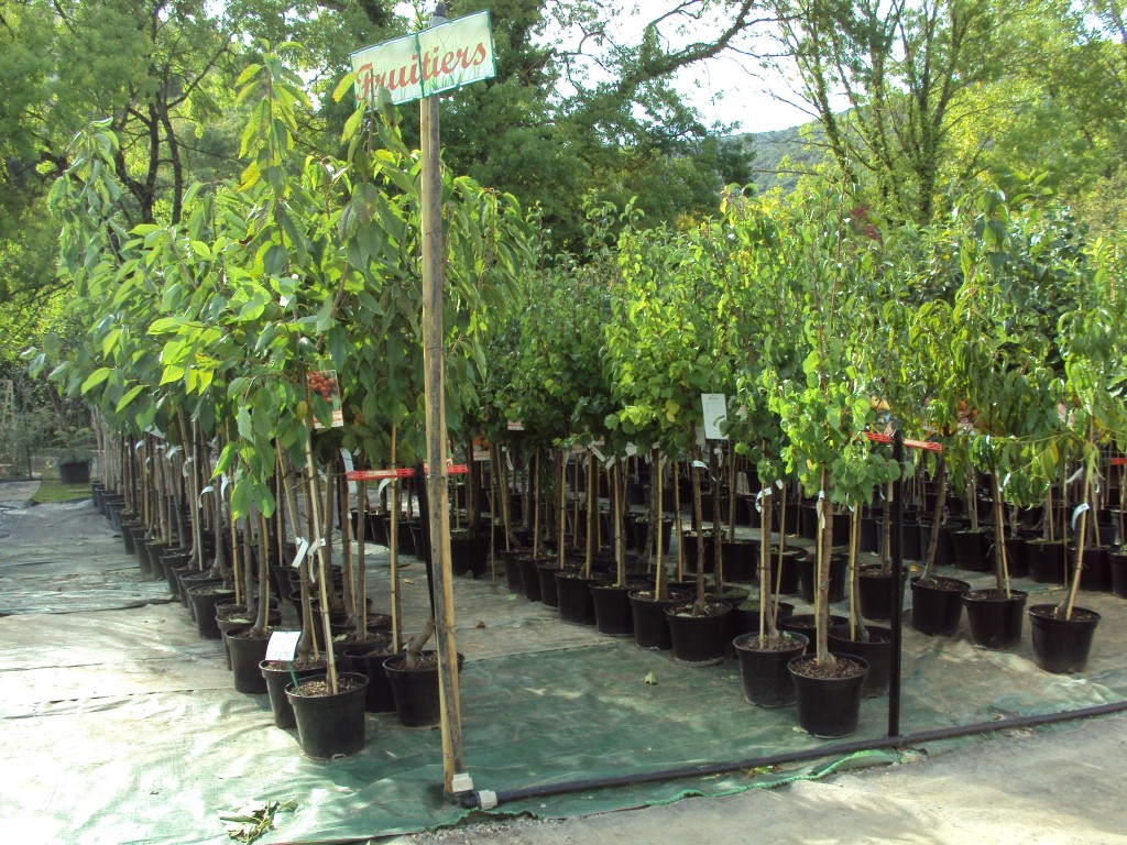 Arbres Fruitiers - La pépinière des bords de l'Avèze