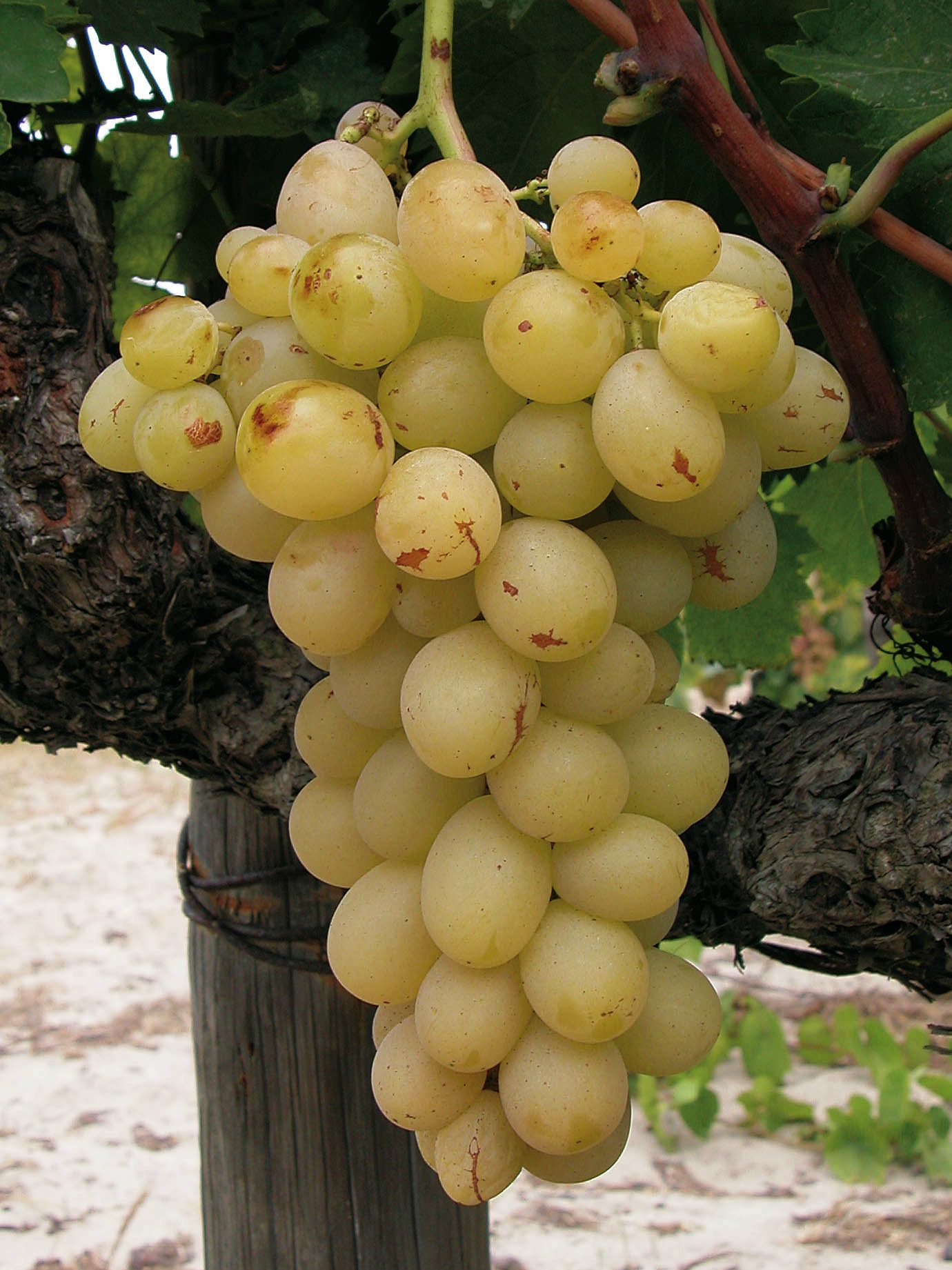 Petits Fruits / Fraisiers / Raisins de Table - La pépinière des bords ...