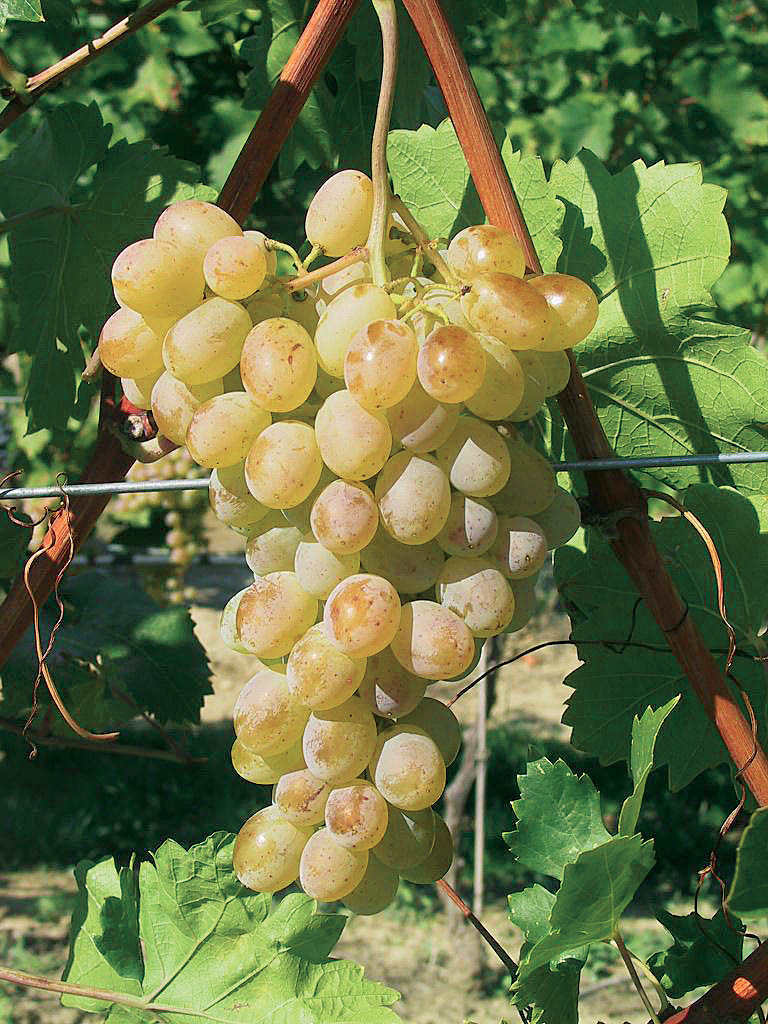 Petits Fruits / Fraisiers / Raisins de Table - La pépinière des bords ...