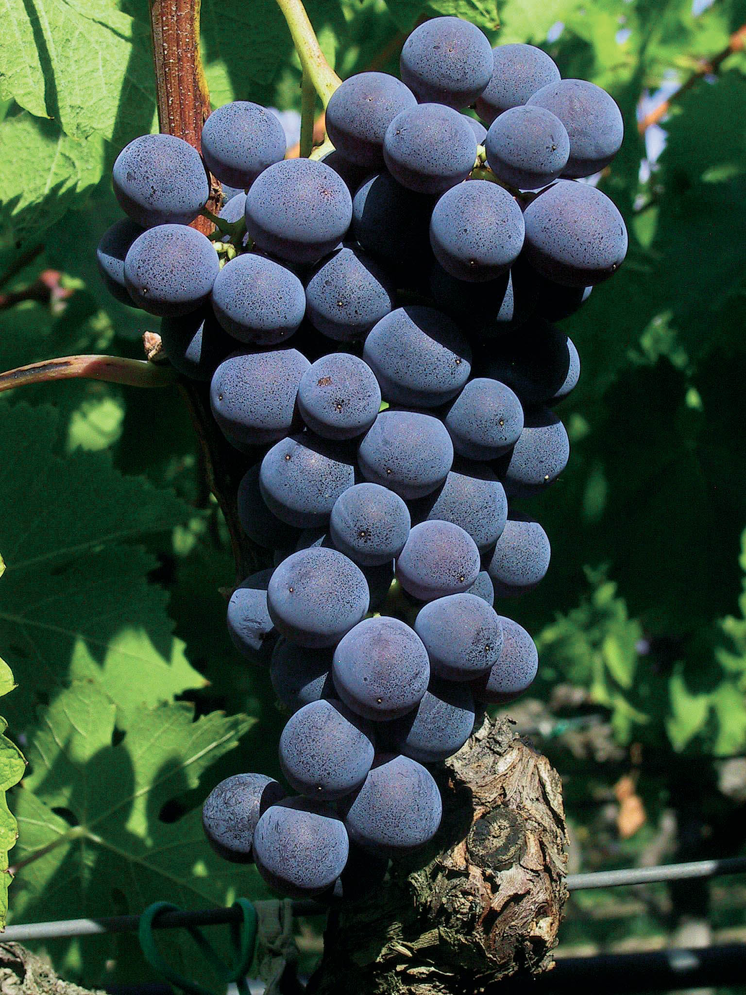 Petits Fruits / Fraisiers / Raisins de Table - La pépinière des bords ...