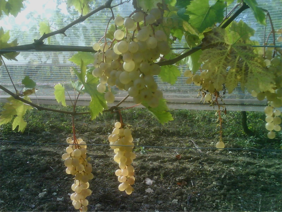 Petits Fruits / Fraisiers / Raisins de Table - La pépinière des bords ...