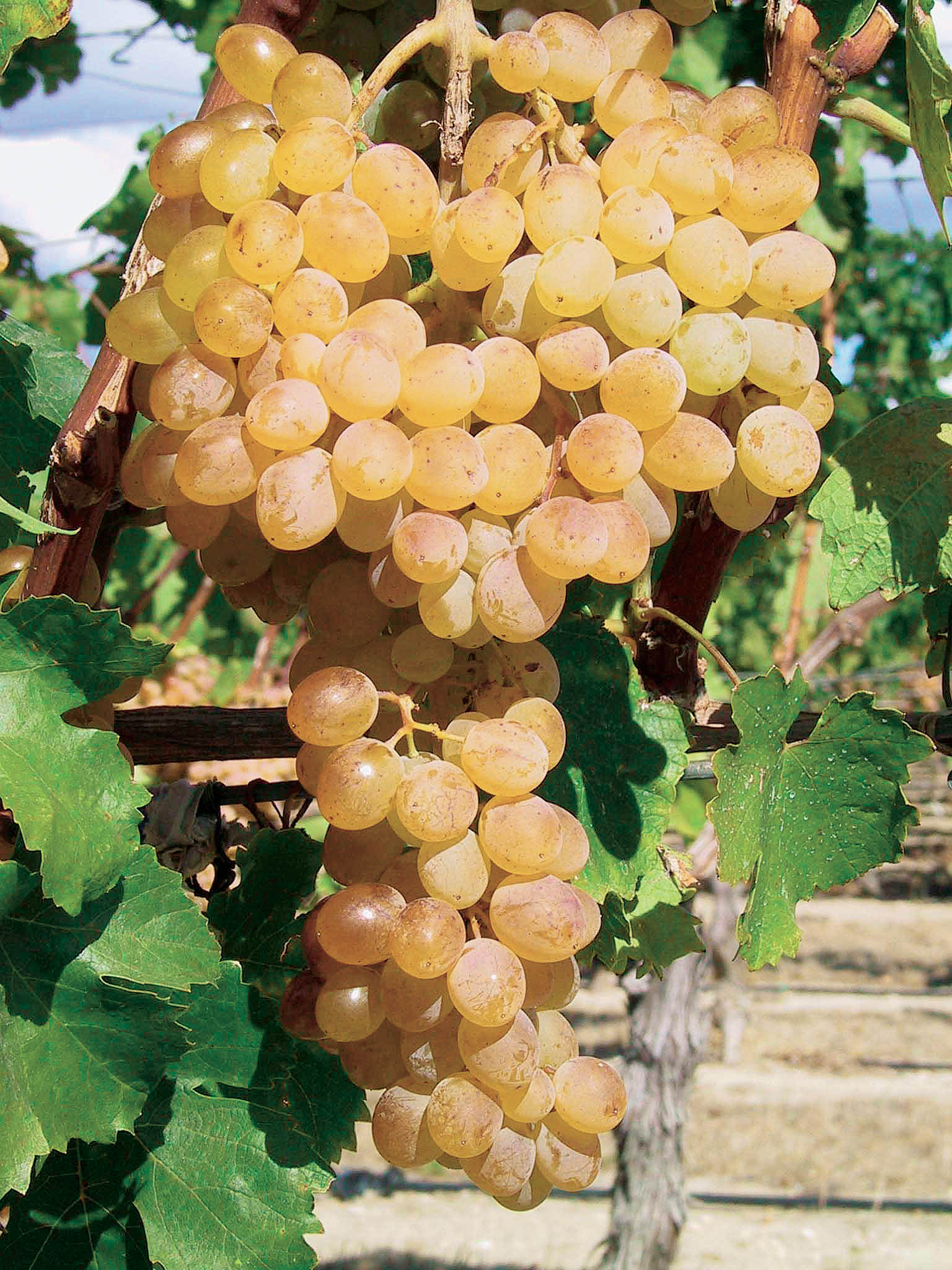 Petits Fruits / Fraisiers / Raisins de Table - La pépinière des bords ...